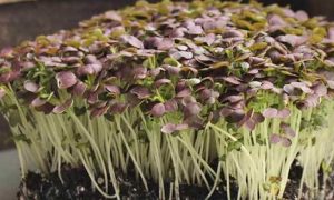How to Grow Mustard Microgreens Fast and Easy - Epic Gardening