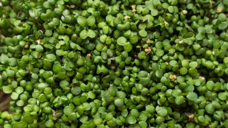 How to Grow Mustard Microgreens in 5 Easy Steps