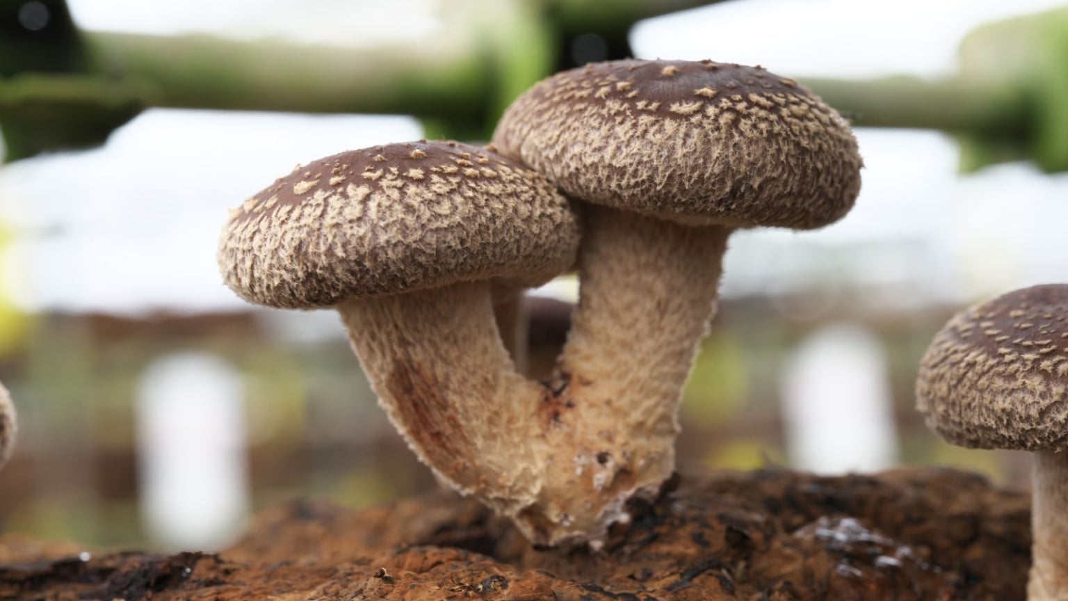 Growing Shiitake Mushrooms At Home The Complete Guide