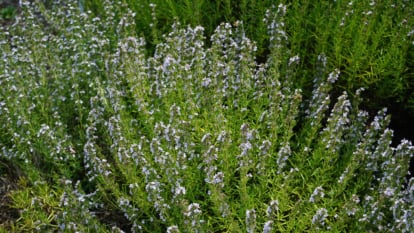 How to Plant, Grow, and Care for Savory