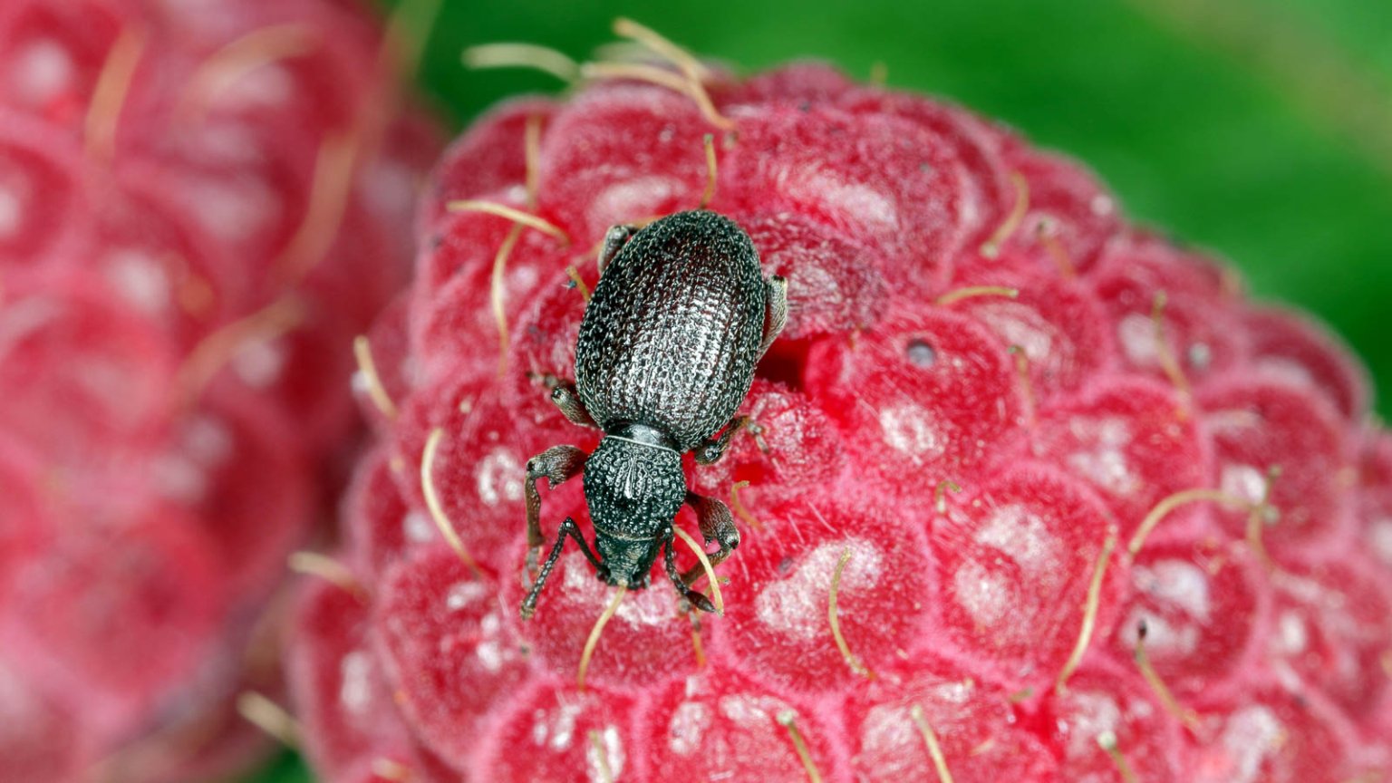 How to Identify and Control Strawberry Root Weevil