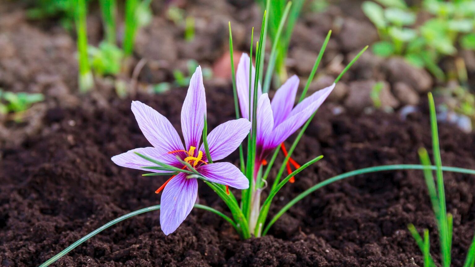 How To Plant, Grow, and Care for Saffron