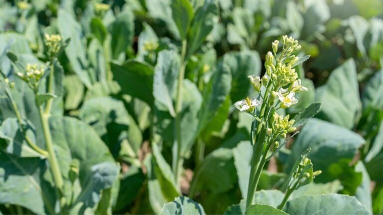 How to Plant, Grow, and Care for Chinese Broccoli