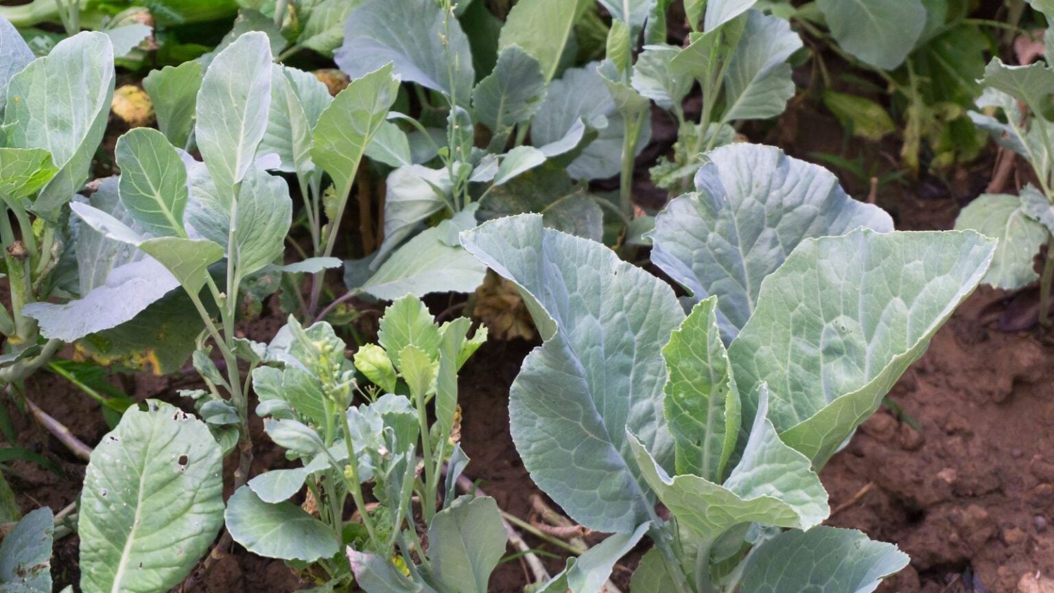 How to Plant, Grow, and Care for Chinese Broccoli