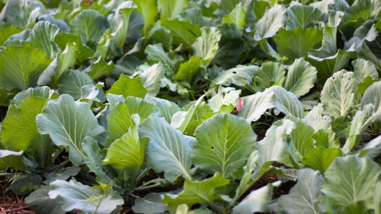 How to Plant, Grow, and Care for Chinese Broccoli