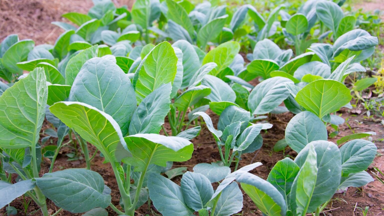 How to Plant, Grow, and Care for Chinese Broccoli