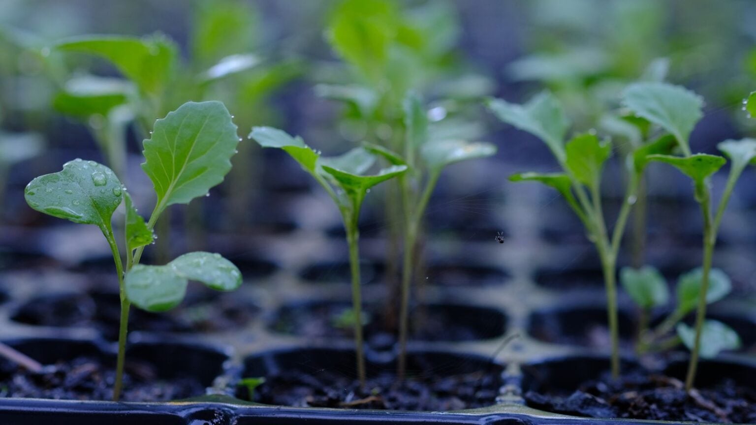 How to Plant, Grow, and Care for Chinese Broccoli