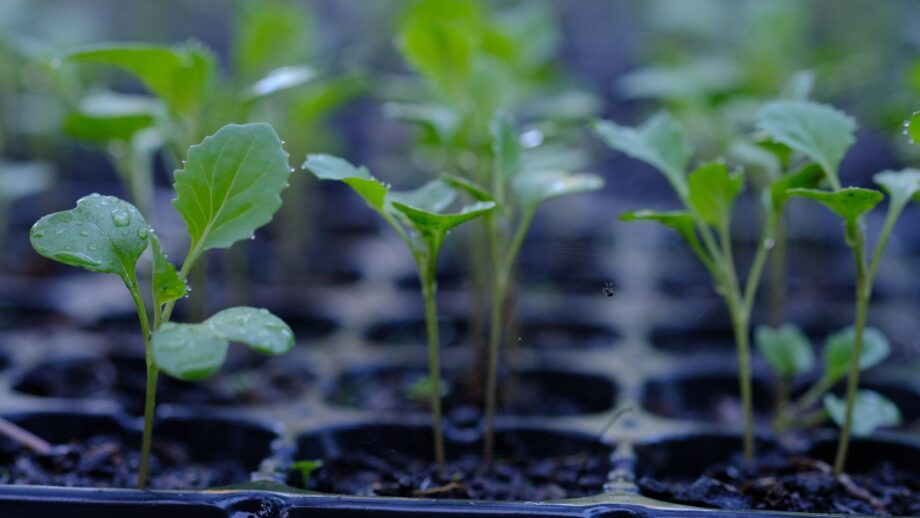 How to Plant, Grow, and Care for Chinese Broccoli