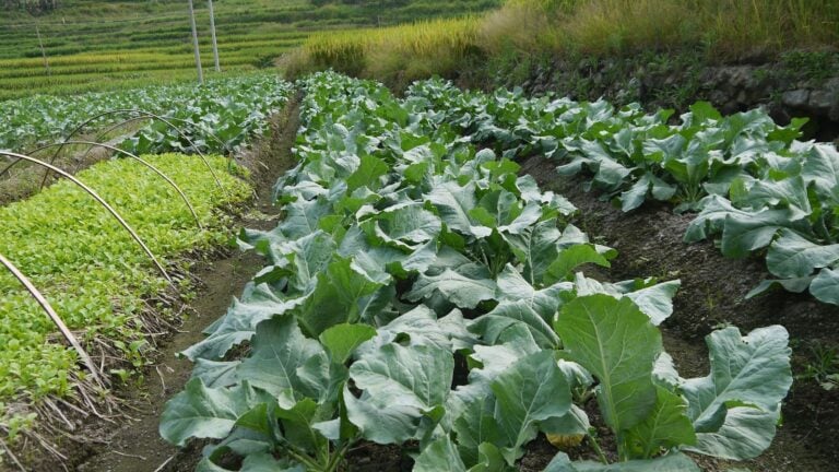 How to Plant, Grow, and Care for Chinese Broccoli