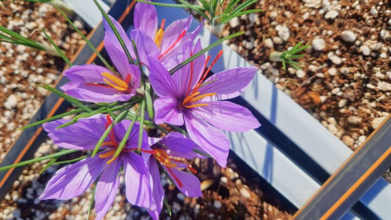 How To Plant, Grow, and Care for Saffron