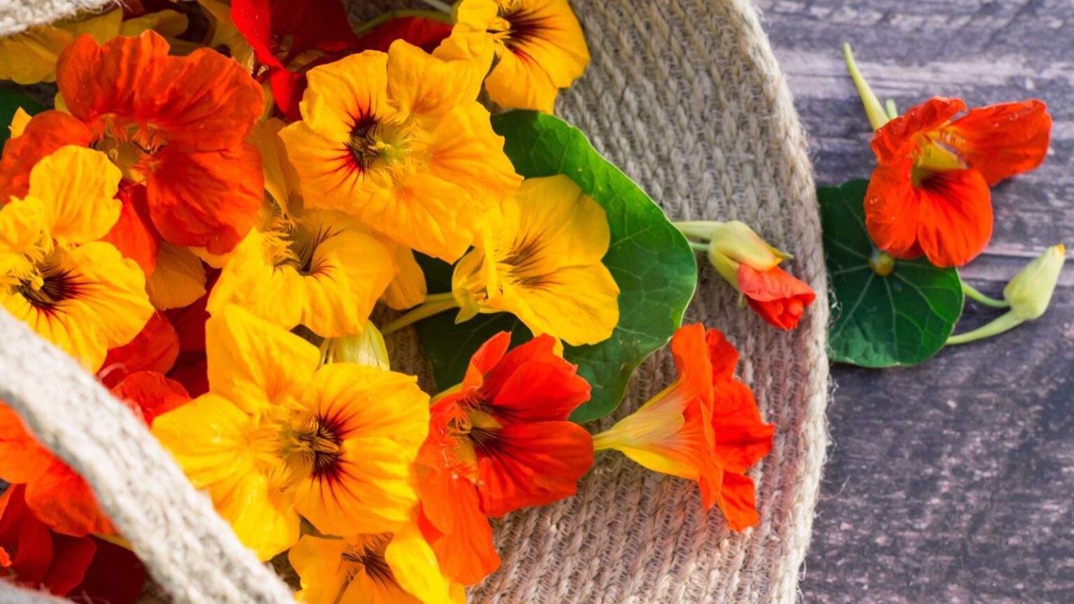 How to Plant, Grow, and Care for Nasturtium