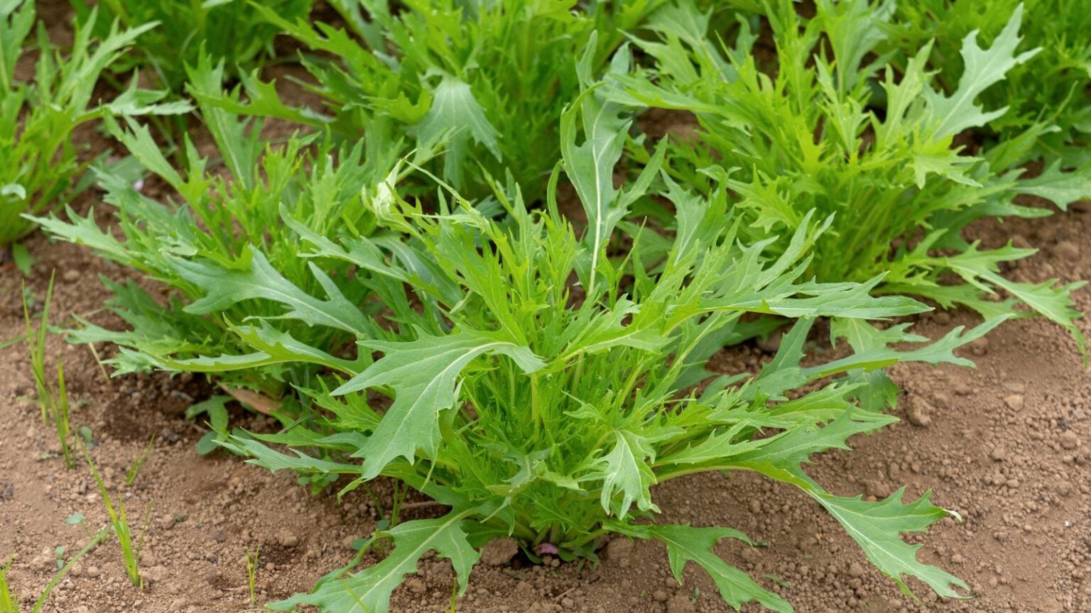 How to Plant, Grow, and Care for Mizuna