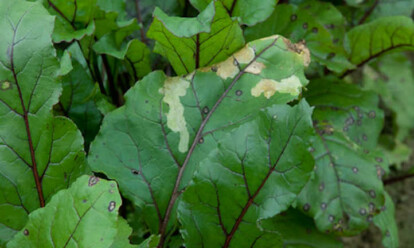 Cercospora Leaf Spot: Another Annoying Fungus - Epic Gardening