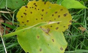 Cercospora Leaf Spot: Another Annoying Fungus - Epic Gardening