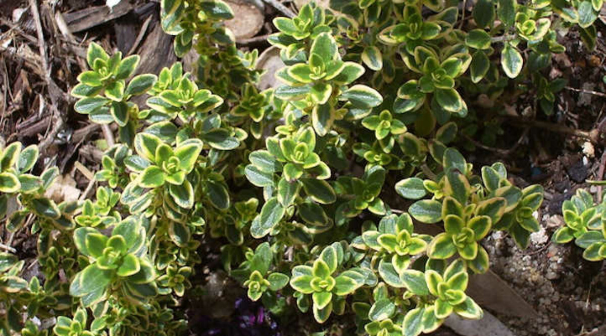 How to Plant, Grow, and Care for Lemon Thyme