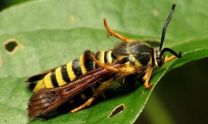 Raspberry Crown Borer: Managing The Muncher - Epic Gardening