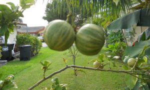 Pink Lemonade Tree: Unusual Lemons You'll Love - Epic Gardening