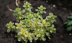 Lemon Thyme: Tiny Leaves With A Citrusy Kick - Epic Gardening
