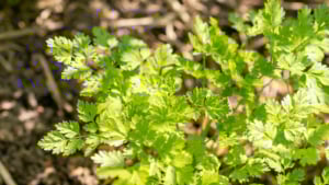 How to Plant, Grow, and Care for Chervil