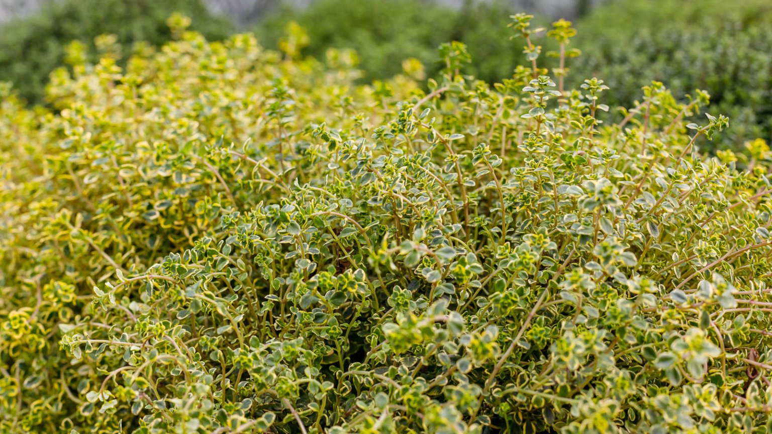 How to Plant, Grow, and Care for Lemon Thyme