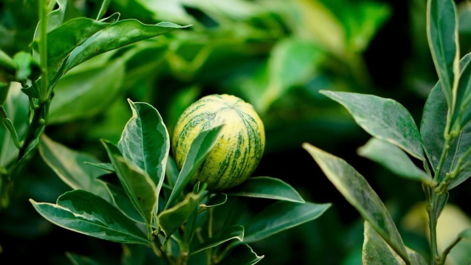 How to Plant, Grow, and Care for Pink Lemonade Trees