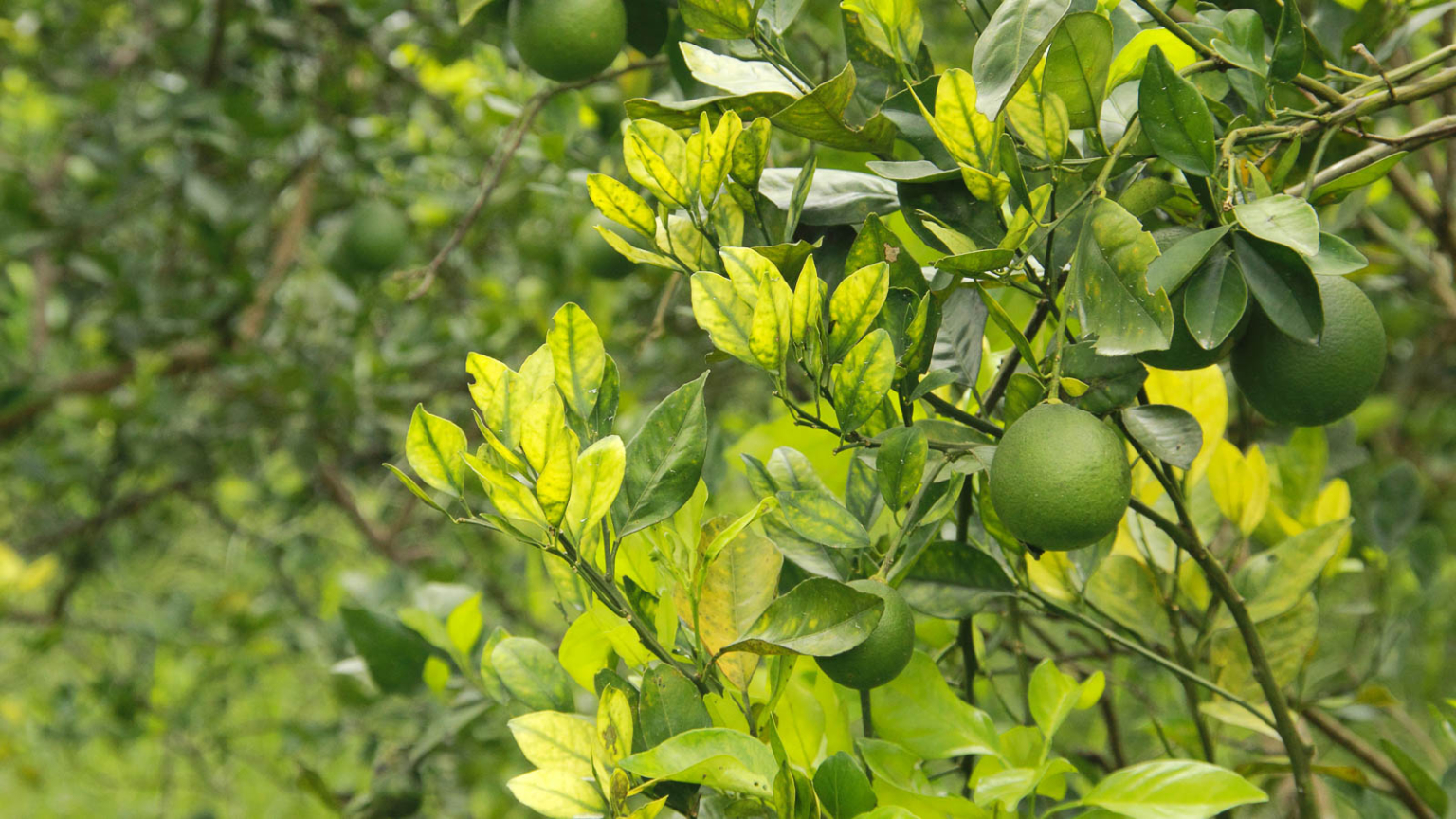 How to Identify and Control Citrus Greening Disease (HLB)