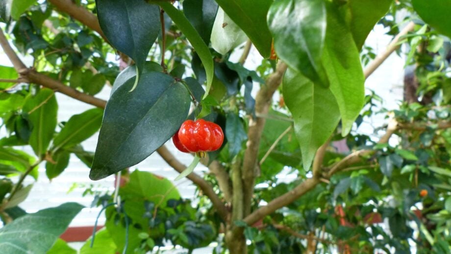 Pitangatuba: How to Plant, Grow, and Care for Star Cherry