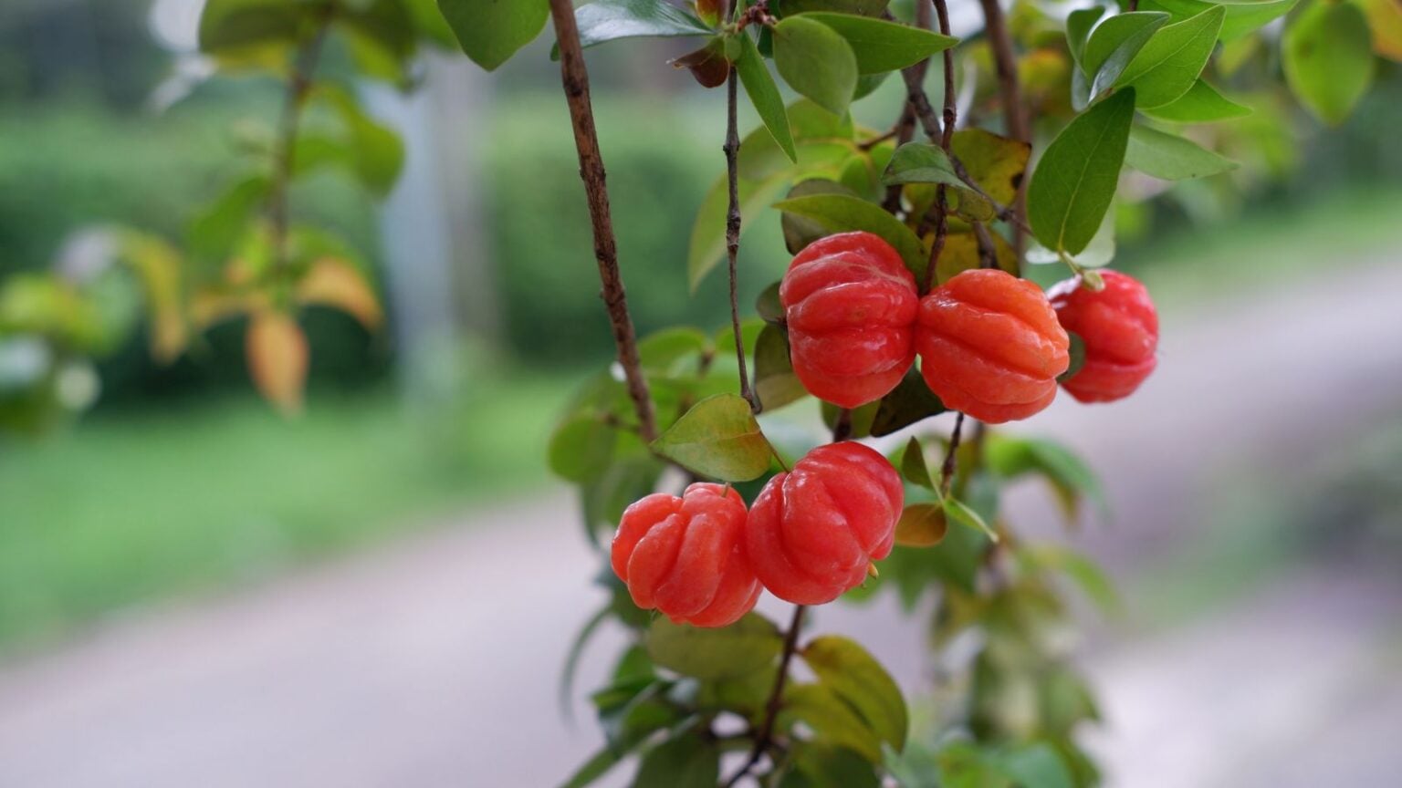 Pitangatuba: How to Plant, Grow, and Care for Star Cherry