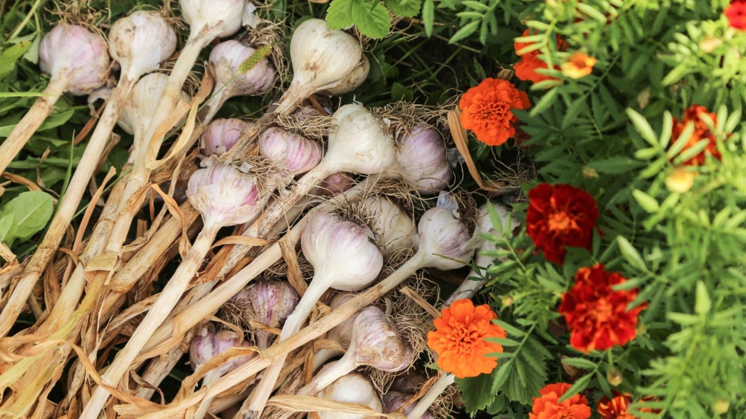 The Best Garlic Companion Plants (and What to Avoid)