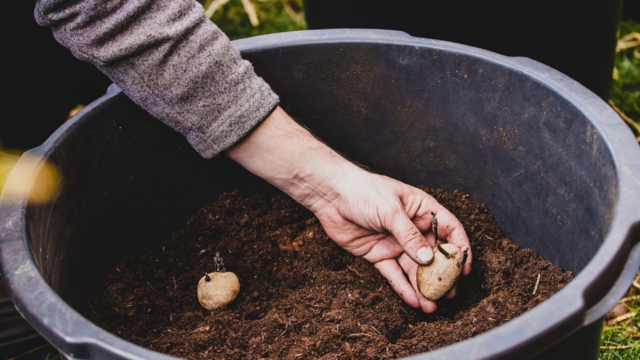 How to Grow Potatoes in a Bucket