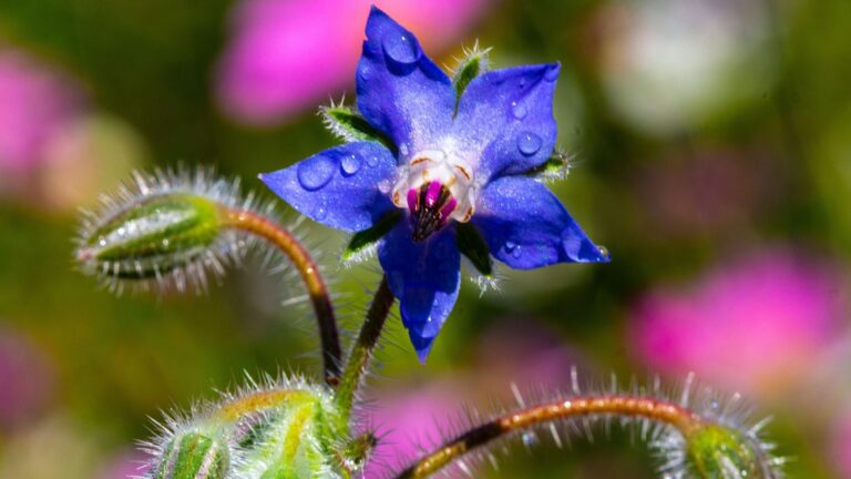 How to Plant, Grow, and Care for Borage