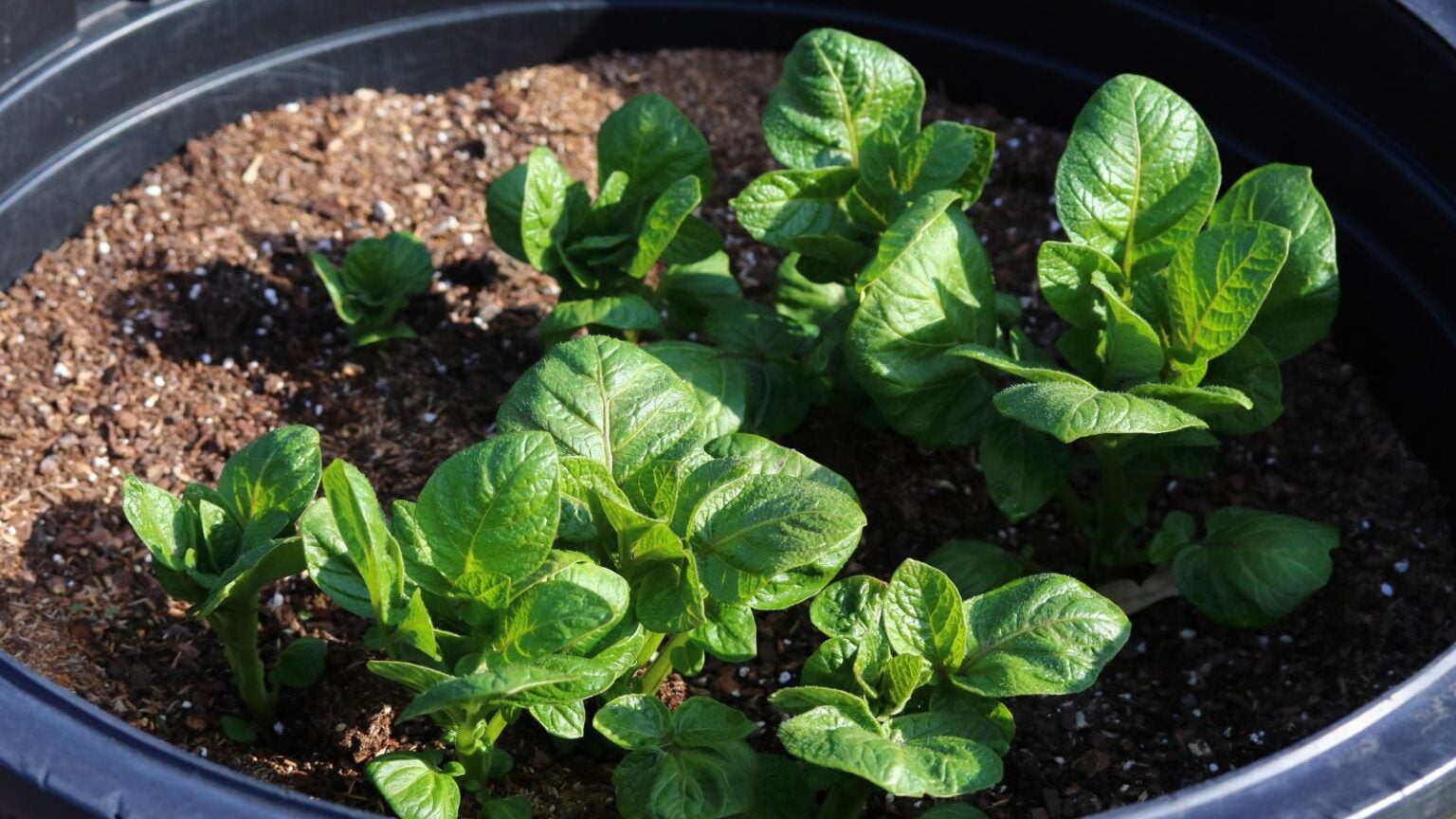 How to Grow Potatoes in a Bucket