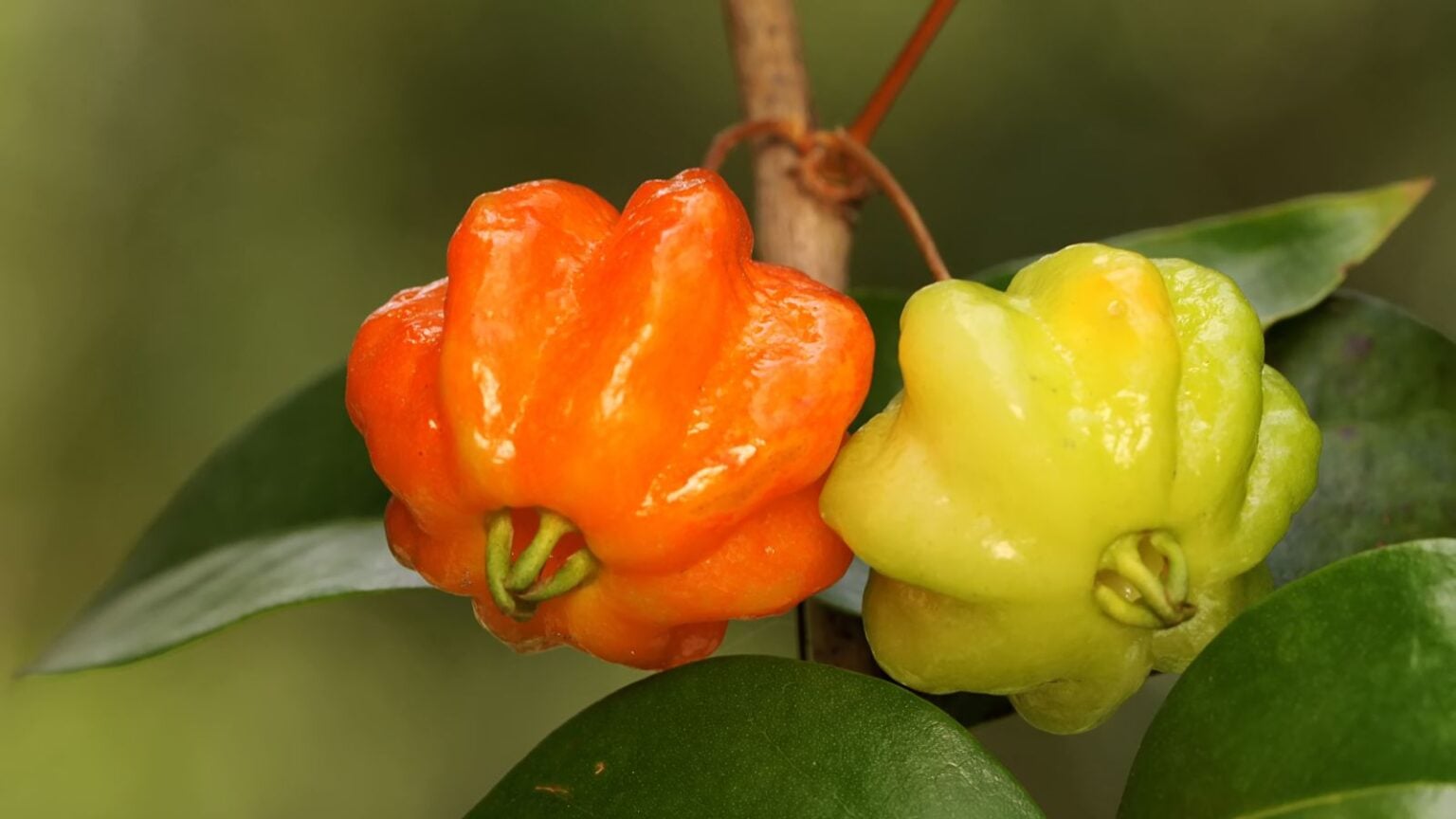 Pitangatuba: How to Plant, Grow, and Care for Star Cherry