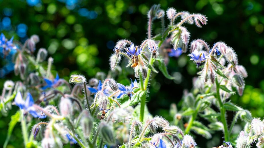 How to Plant, Grow, and Care for Borage