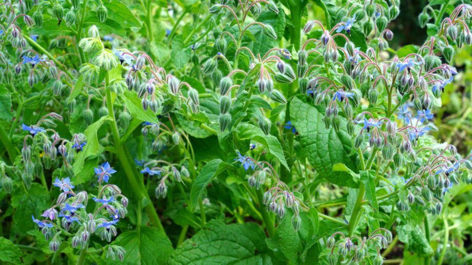 How to Plant, Grow, and Care for Borage