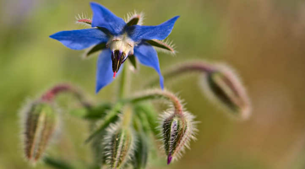 How to Plant, Grow, and Care for Borage