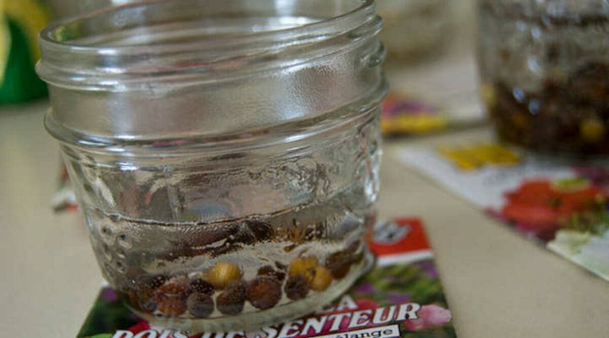Soak Seeds Before Planting: Is It Necessary? - Epic Gardening