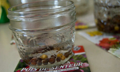 Soak Seeds Before Planting: Is It Necessary? - Epic Gardening