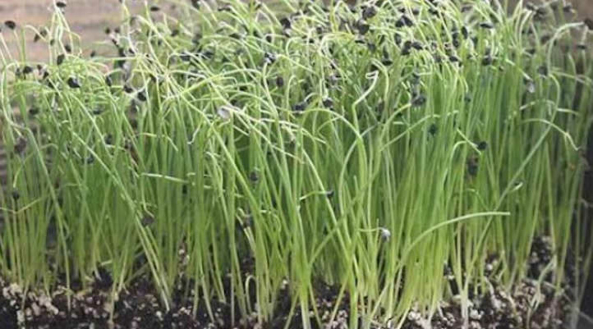 How to Grow Onion Microgreens in 5 Easy Steps
