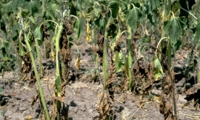Verticillium Wilt: Wide-Ranging Plant Pathogen - Epic Gardening