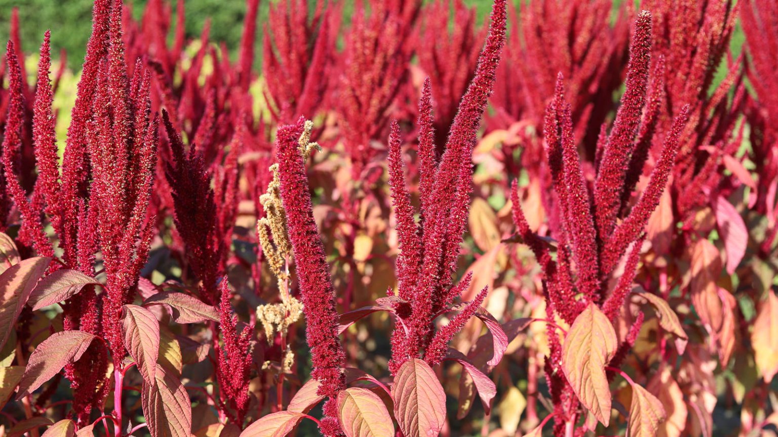How to Plant, Grow, and Care for Amaranth