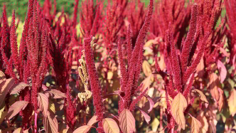 How to Plant, Grow, and Care for Amaranth