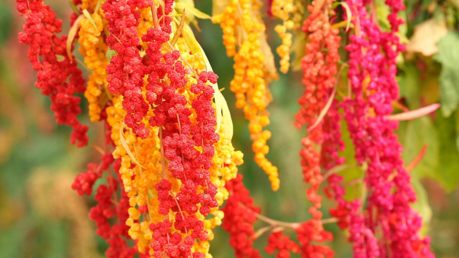 How to Plant, Grow, and Care for Quinoa