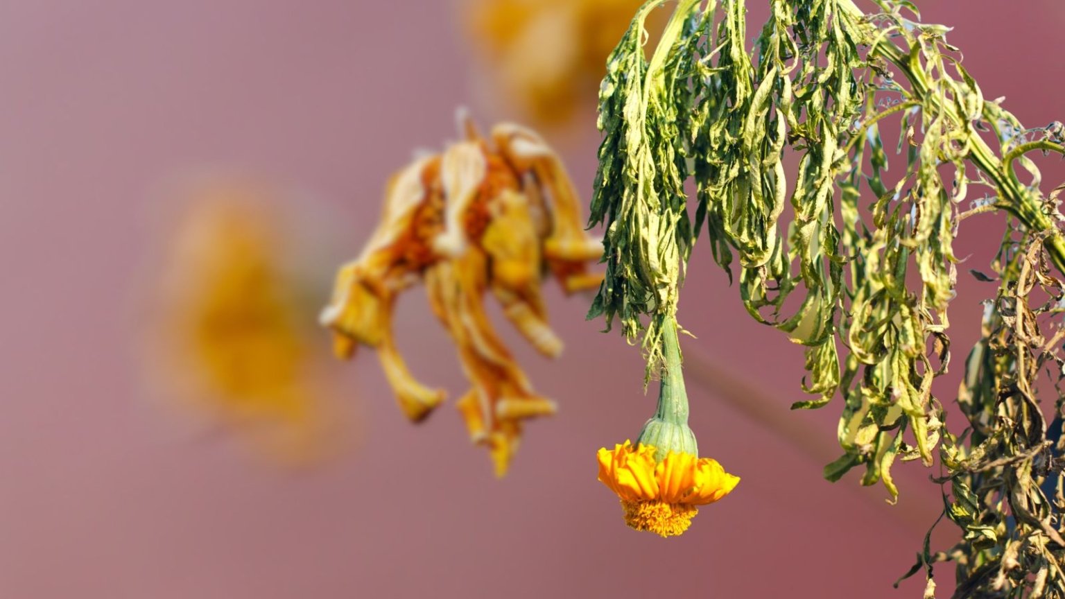 How to Identify, Control, and Prevent Verticillium Wilt