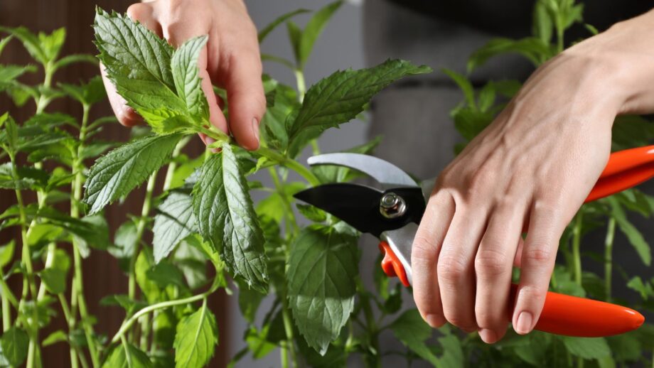 How to Grow Mint Indoors Successfully
