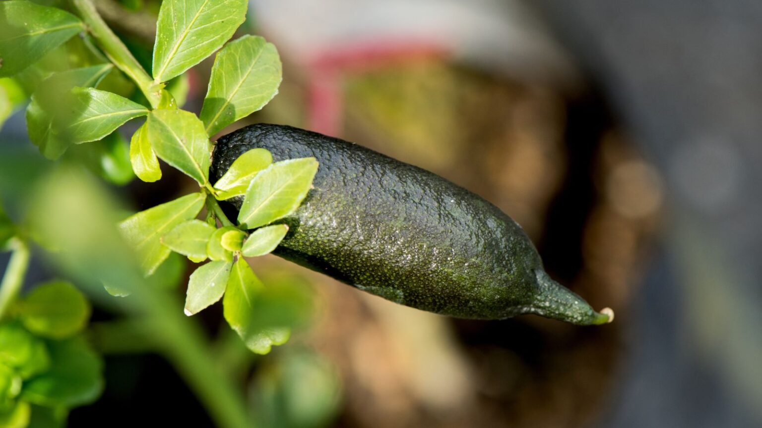 How to Plant, Grow, and Care for Finger Lime Trees