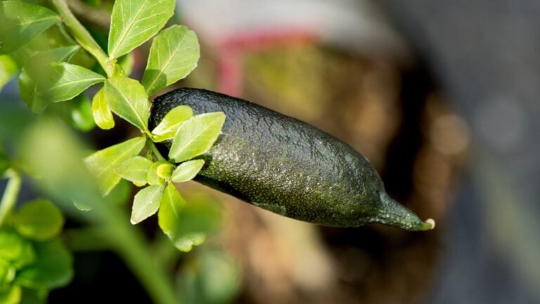 How to Plant, Grow, and Care for Finger Lime Trees