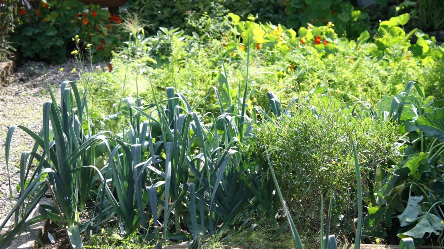 33 Asian Vegetables, Herbs, and Spices You Should Grow