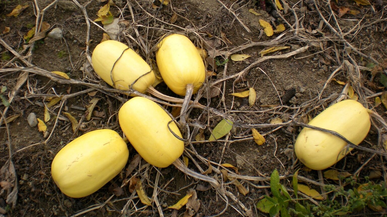 When To Pick Spaghetti Squash For Ripe Fruits