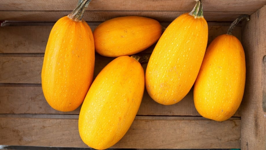 When To Pick Spaghetti Squash For Ripe Fruits